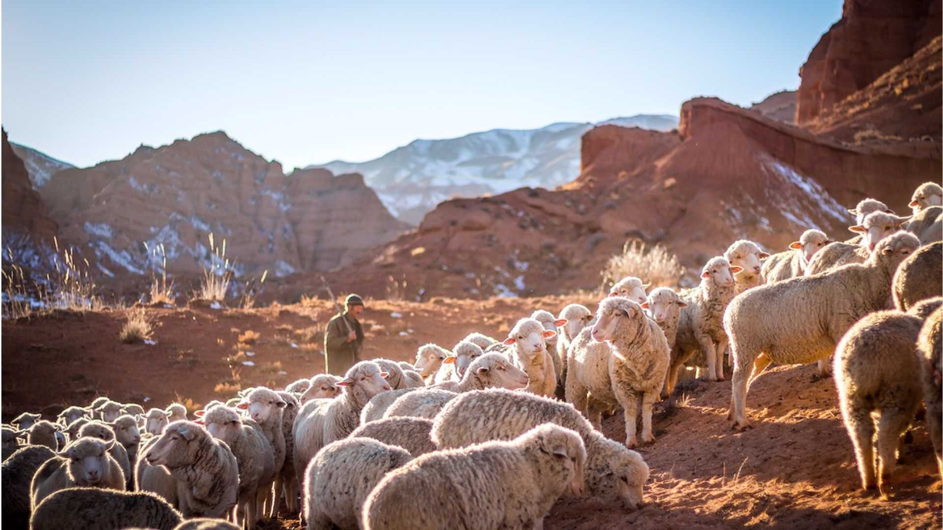 Why were all the Prophets shepherds? An exquisite training