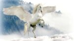 Buraq in Islam: Flying Horse that carried the Prophet (pbuh)